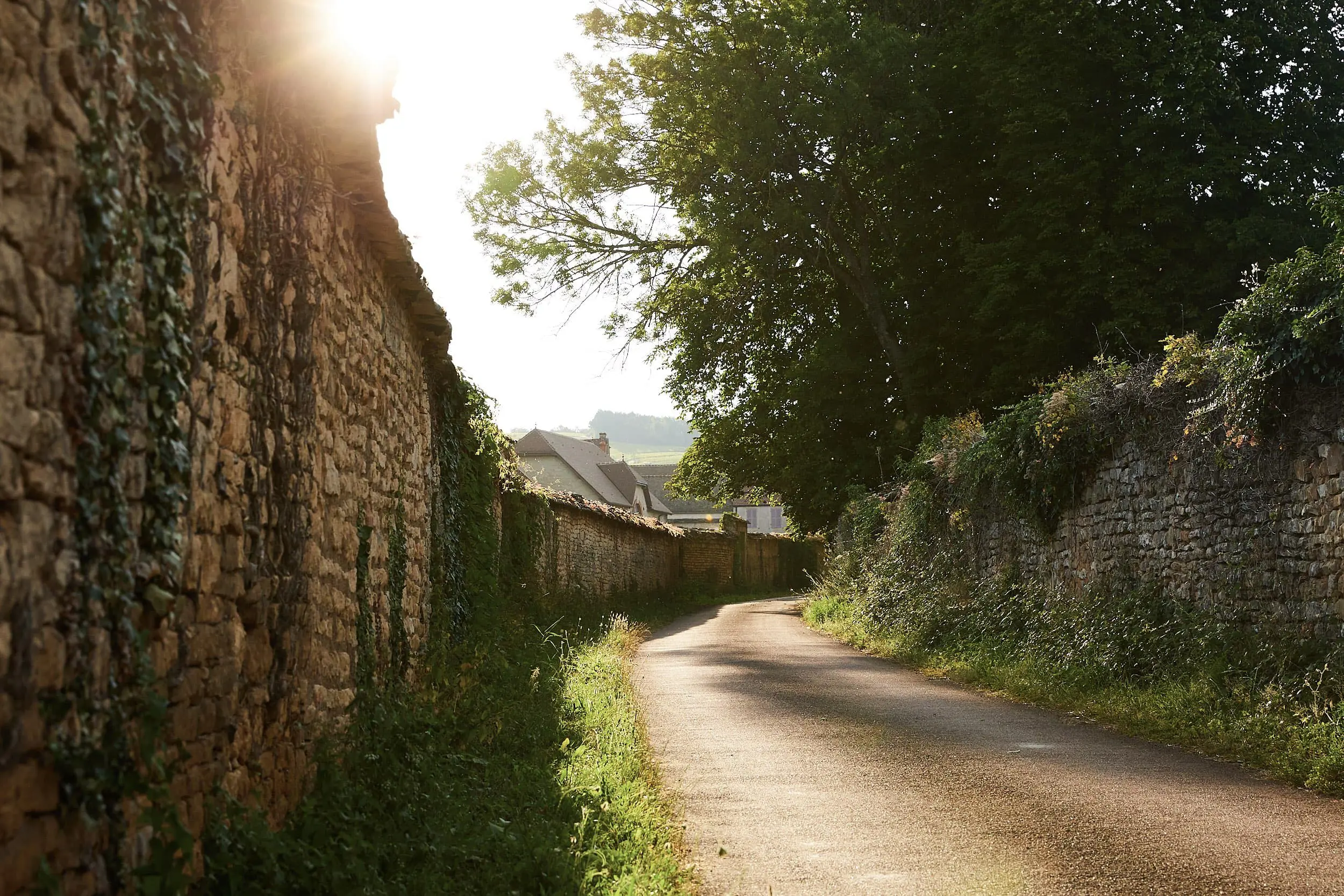 Discover Collection - Unearth the Uncommon