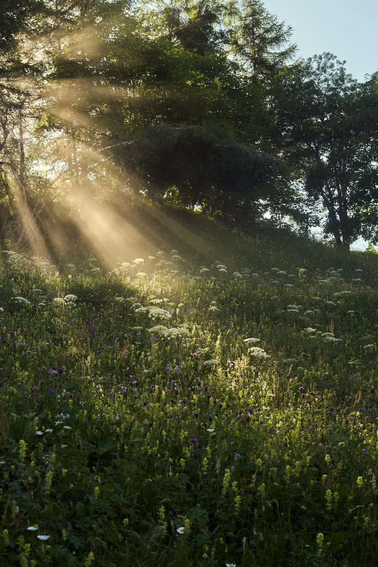 Discover Collection - Unearth the Uncommon